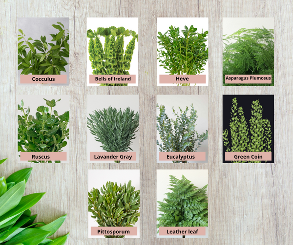 Greens - Mix Box - 100 stems – La Hacienda Flowers