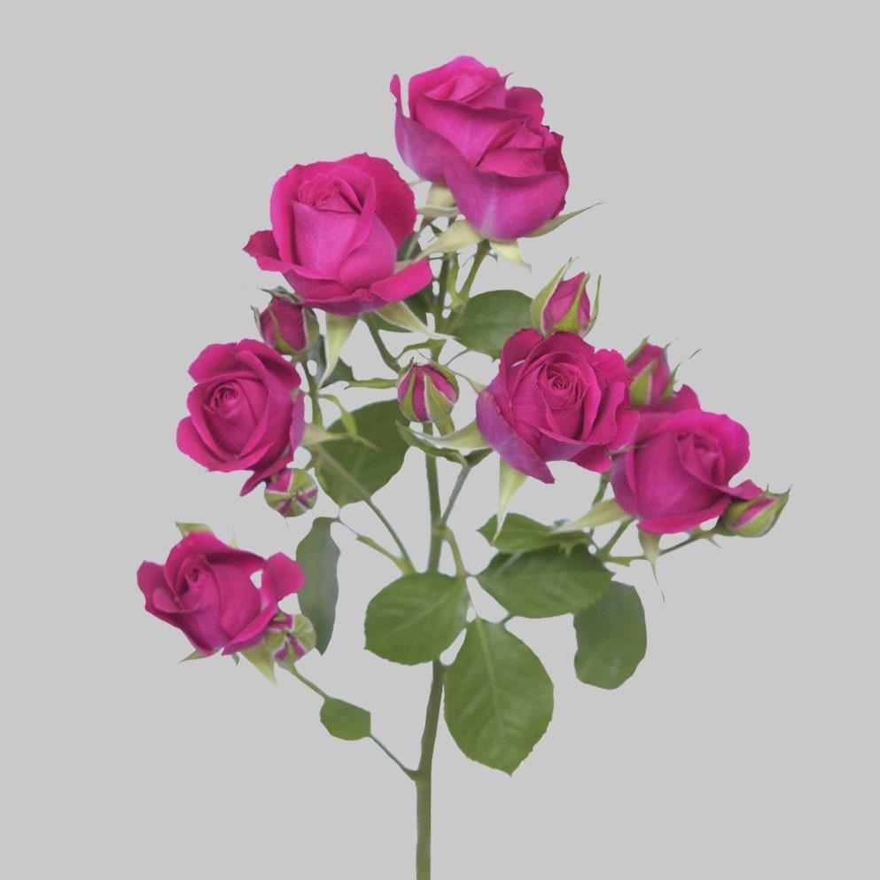 Spray Roses – La Hacienda Flowers