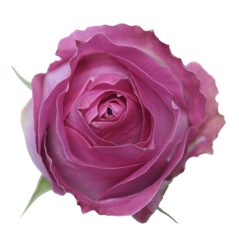 Hot Pink Roses – La Hacienda Flowers
