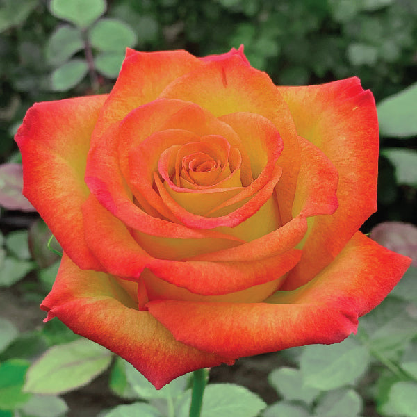 Bicolor Roses – La Hacienda Flowers