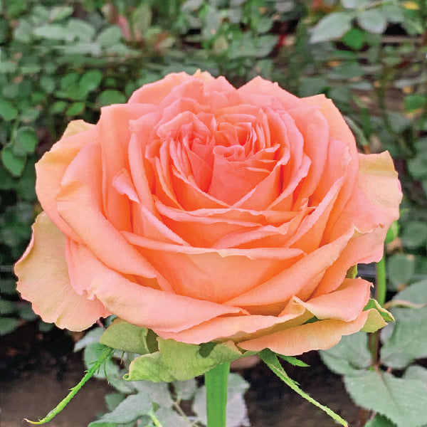 Country home – La Hacienda Flowers