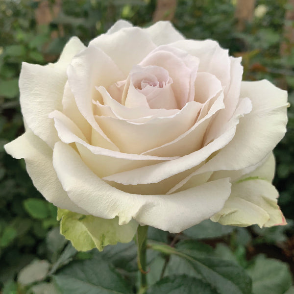 Early grey – La Hacienda Flowers