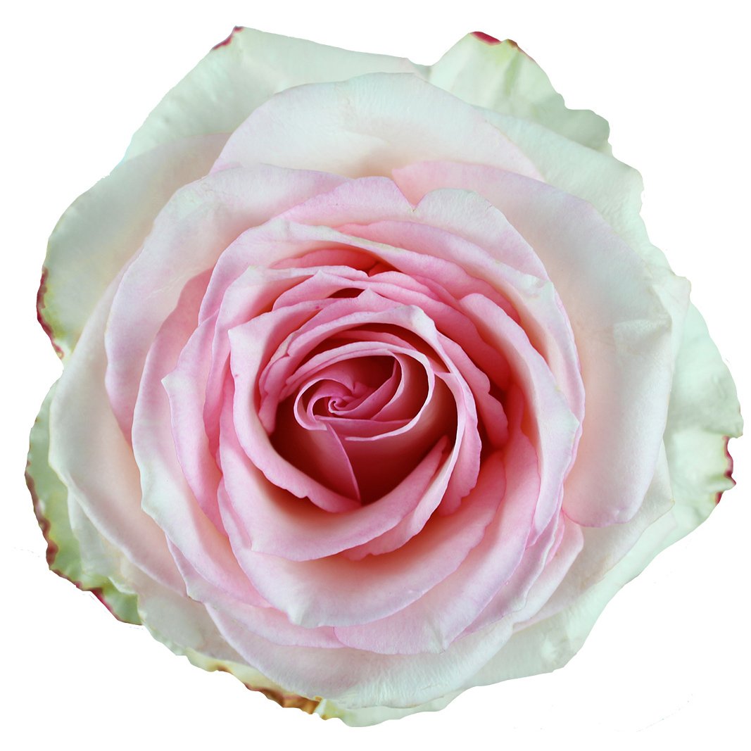 Esperance – La Hacienda Flowers