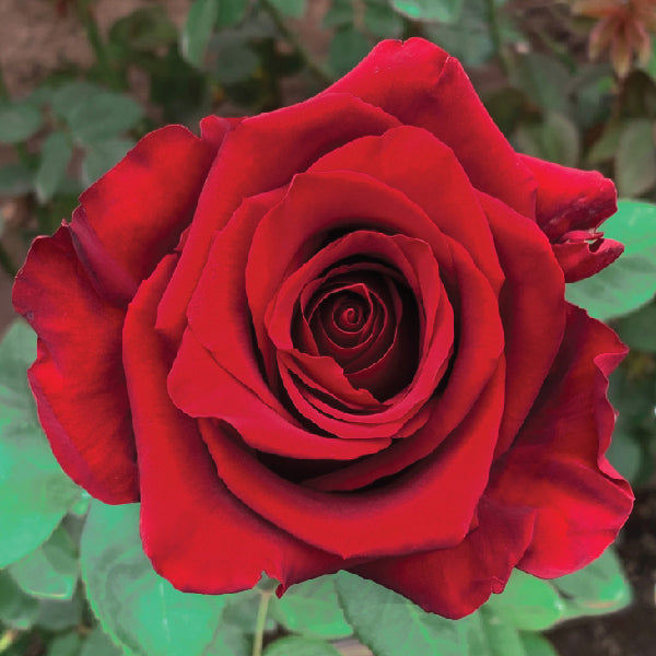 Explorer – La Hacienda Flowers