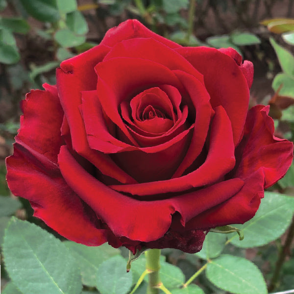 Explorer – La Hacienda Flowers