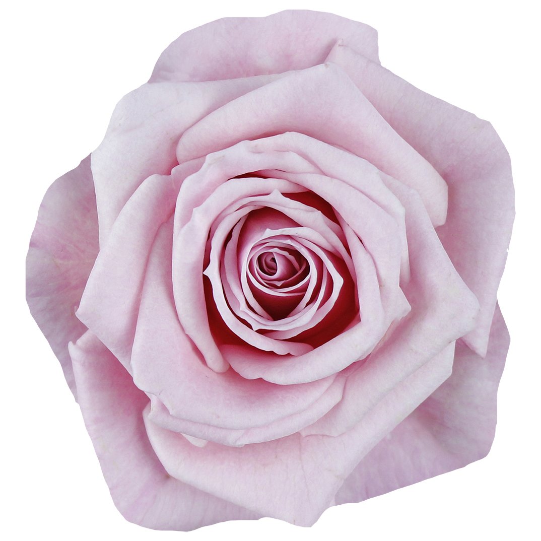 Hot Escimo – La Hacienda Flowers