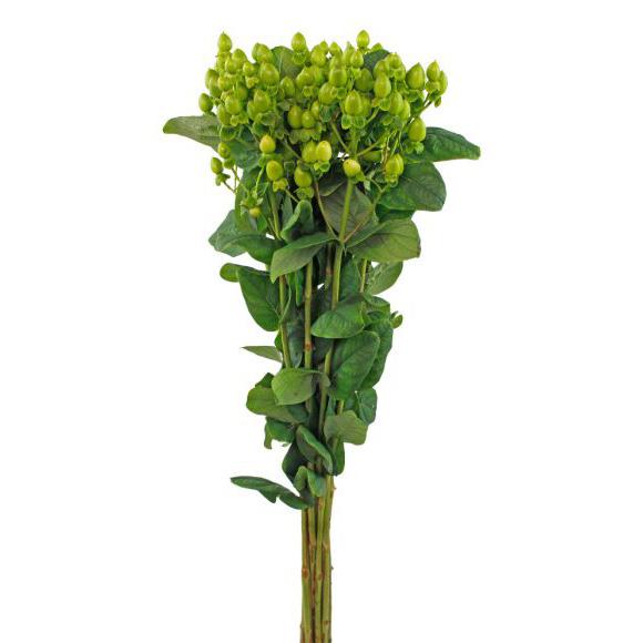 Green Hypericum Berries