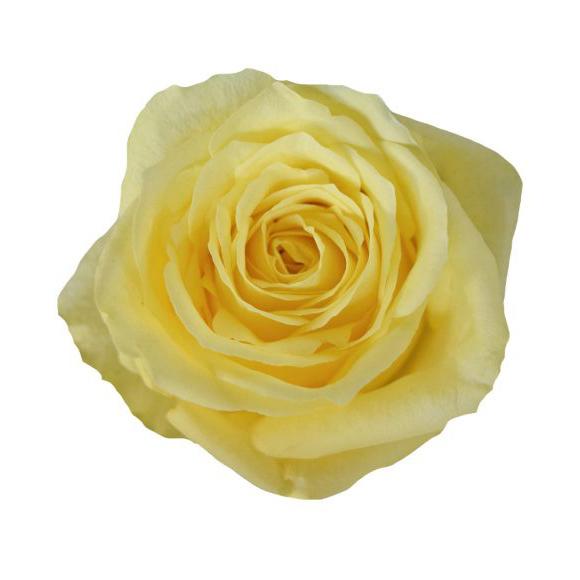 Kronos – La Hacienda Flowers