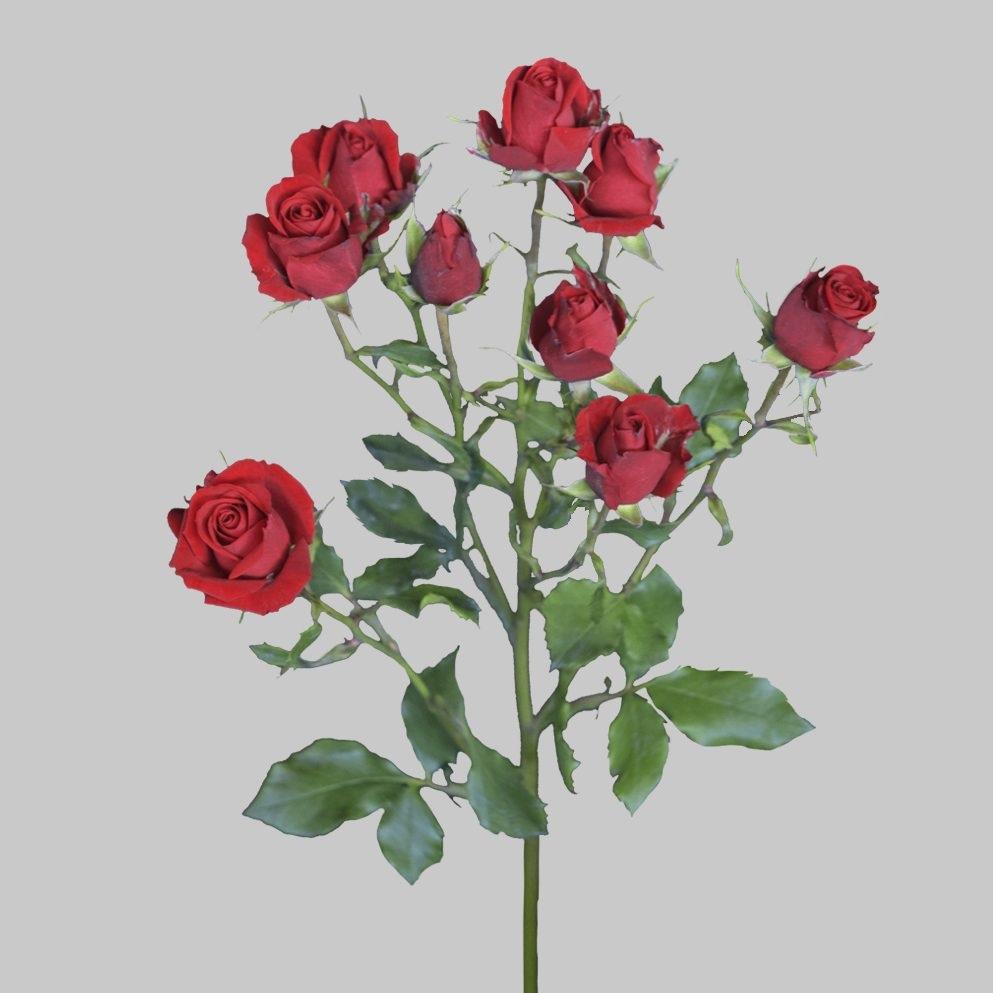 Spray Roses – La Hacienda Flowers