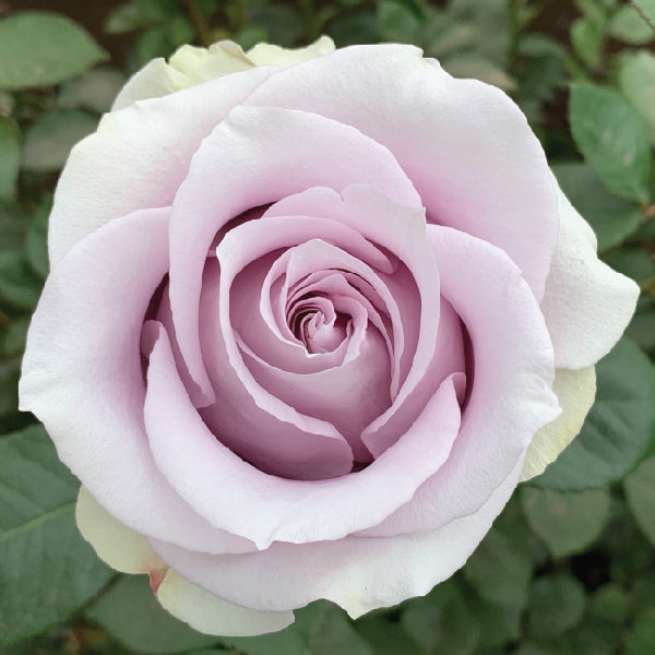 Lavender Rose Varieties