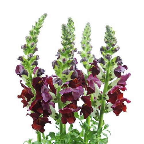 Snap Dragon – La Hacienda Flowers