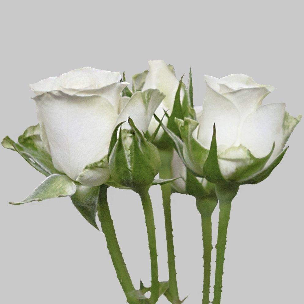 Snow Flake – La Hacienda Flowers