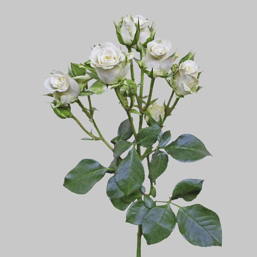 Snow Flake – La Hacienda Flowers