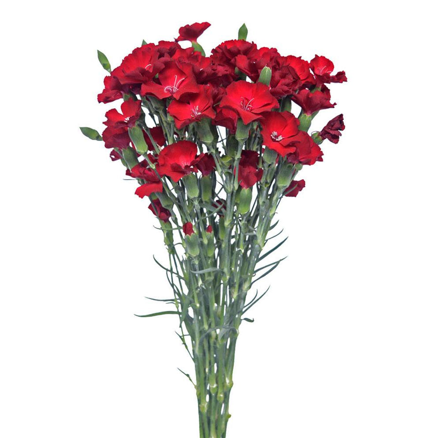 Solomio – La Hacienda Flowers