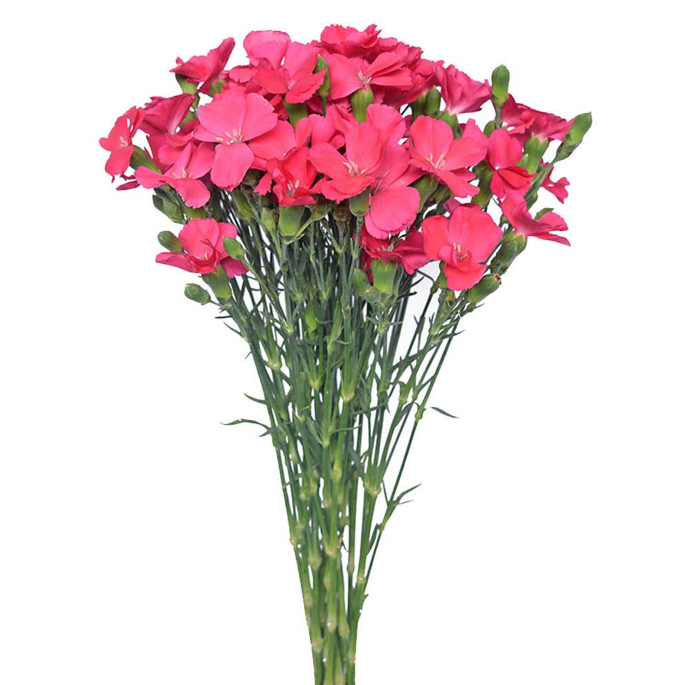 Solomio – La Hacienda Flowers