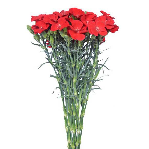 Solomio – La Hacienda Flowers