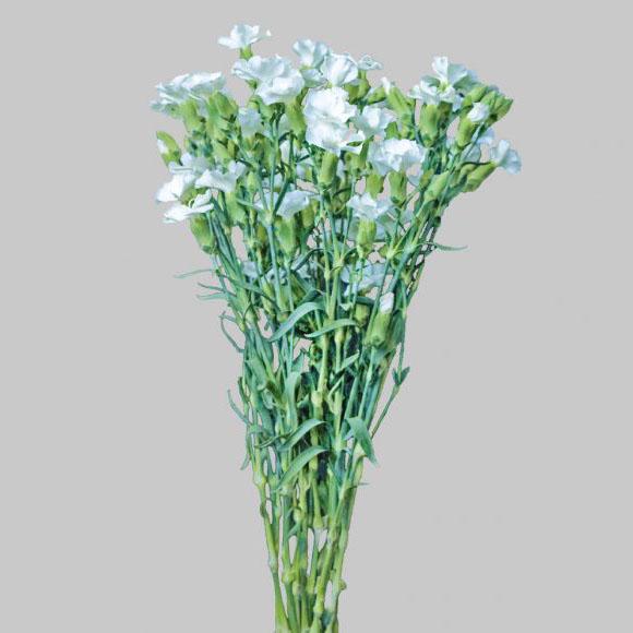 Solomio – La Hacienda Flowers