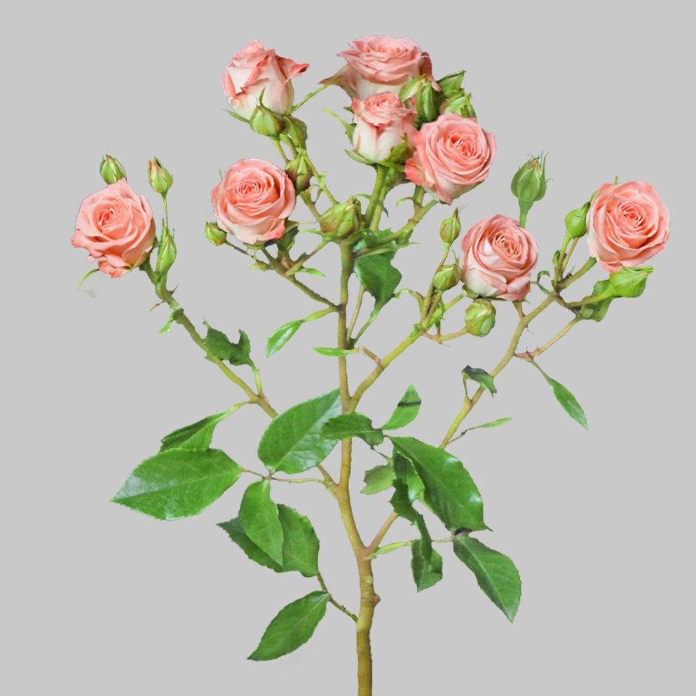 Spray Roses – La Hacienda Flowers