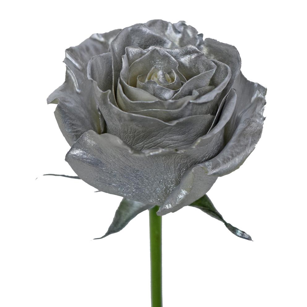 Roses Tinted Silver – La Hacienda Flowers
